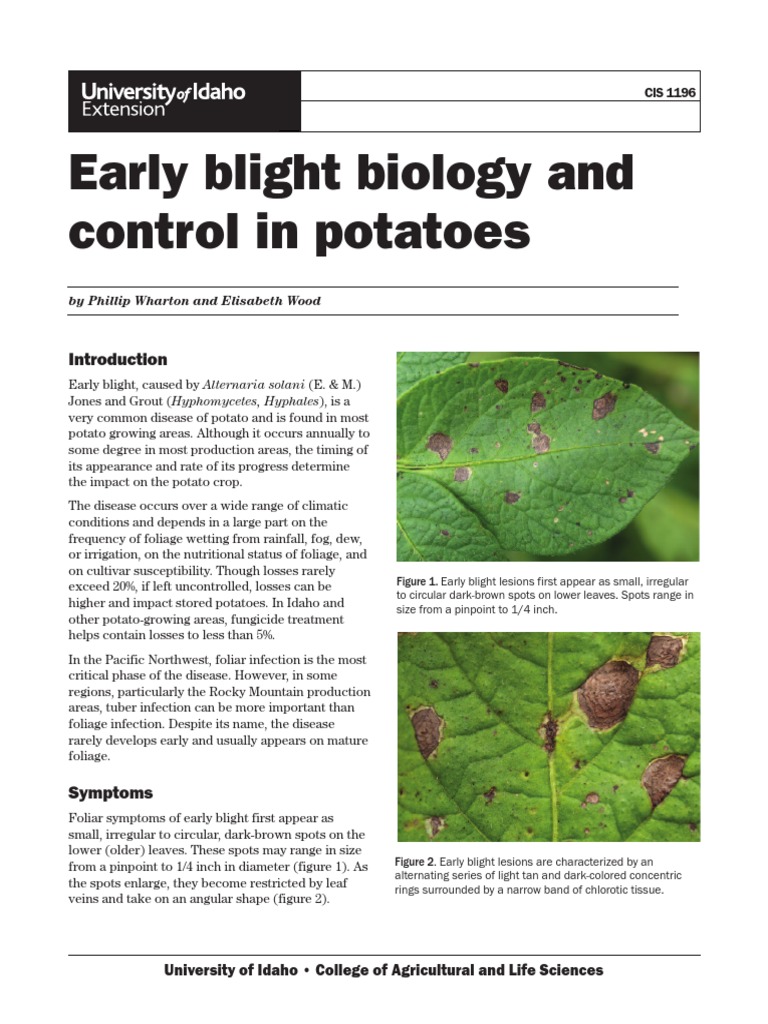 Early Blight of Potato | PDF | Organisms | Horticulture And Gardening