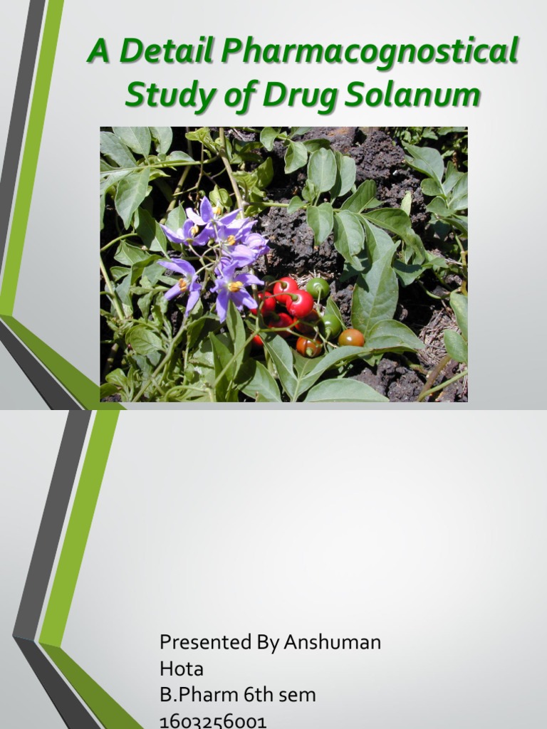 A Detail Pharmacognostical Study of Drug Solanum | PDF | Plants ...