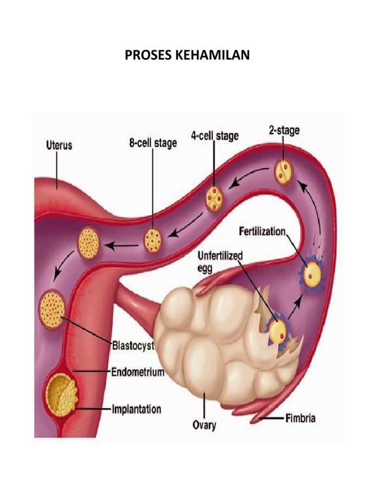 Hamil | PDF