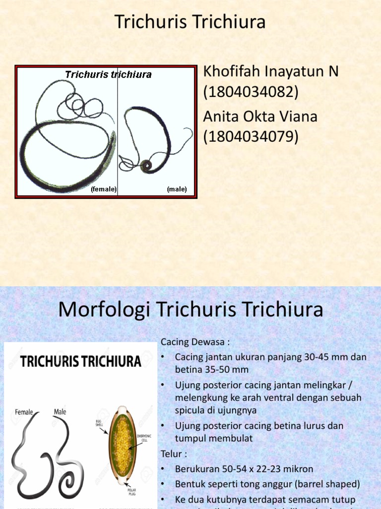 Trichuris Trichiura | PDF
