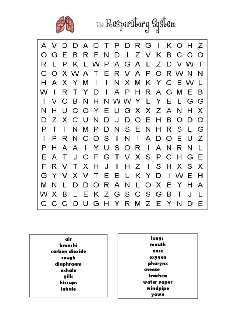 Respiratory System Word Hunt | PDF | Foreign Language Studies | Art