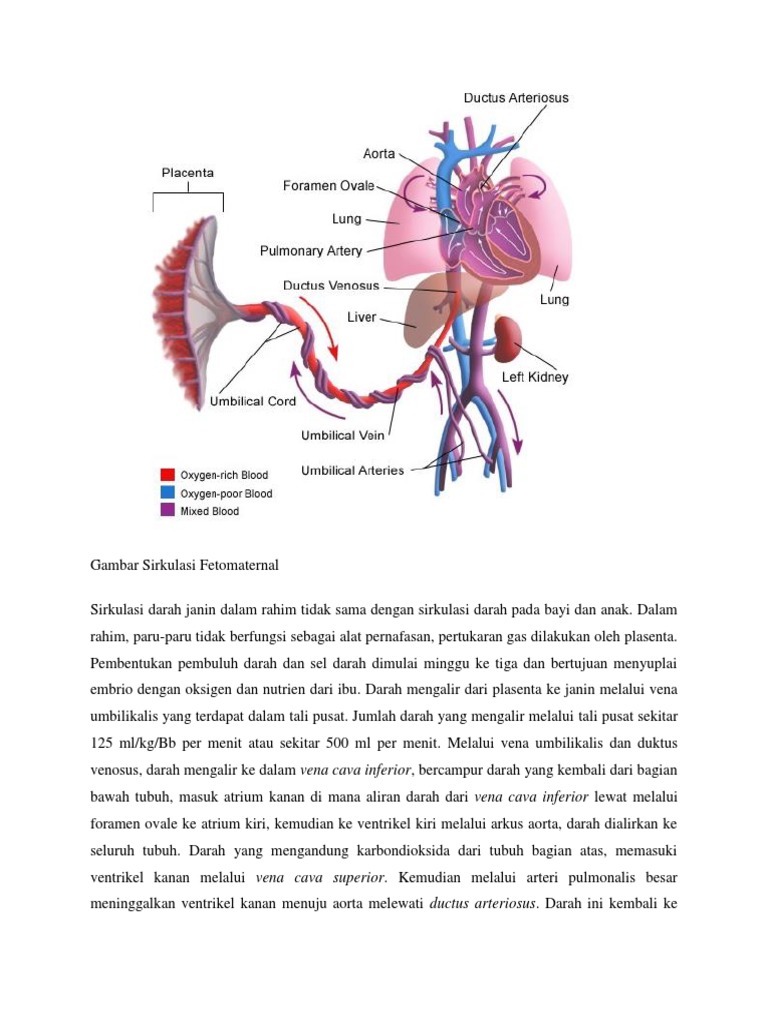 Sirkulasi Darah Janin dan Plasenta | PDF | Sains & Matematika