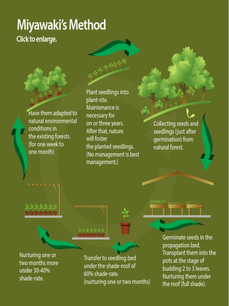 Miyawaki Method Seedling Guide | PDF | Science & Mathematics
