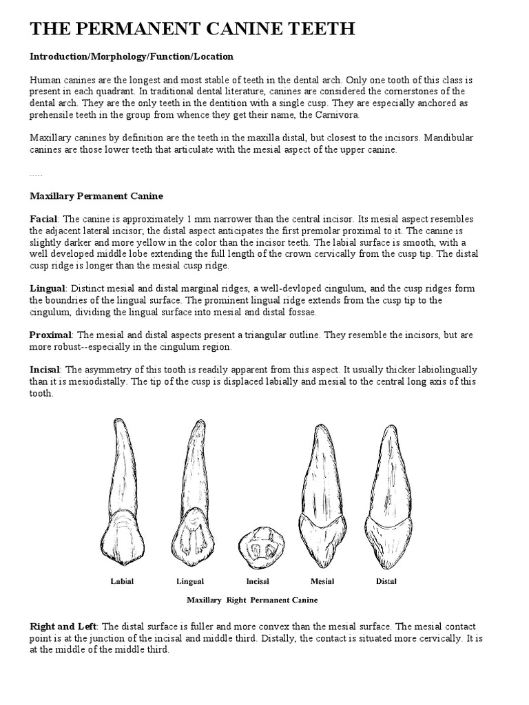 Canine | PDF | Dentistry Branches | Dental Anatomy