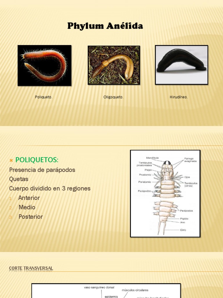 Phylum Anélida: Poliqueto. Oligoqueto. Hirudíneo | PDF