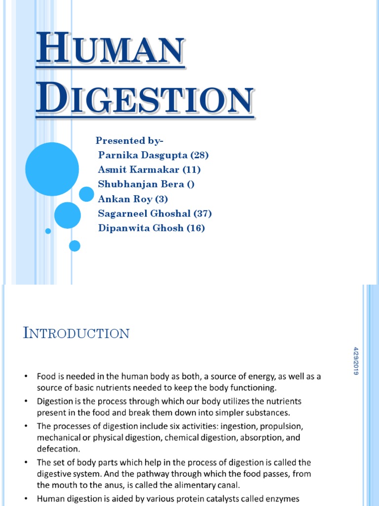 Digestive System | PDF | Digestion | Gastrointestinal Tract