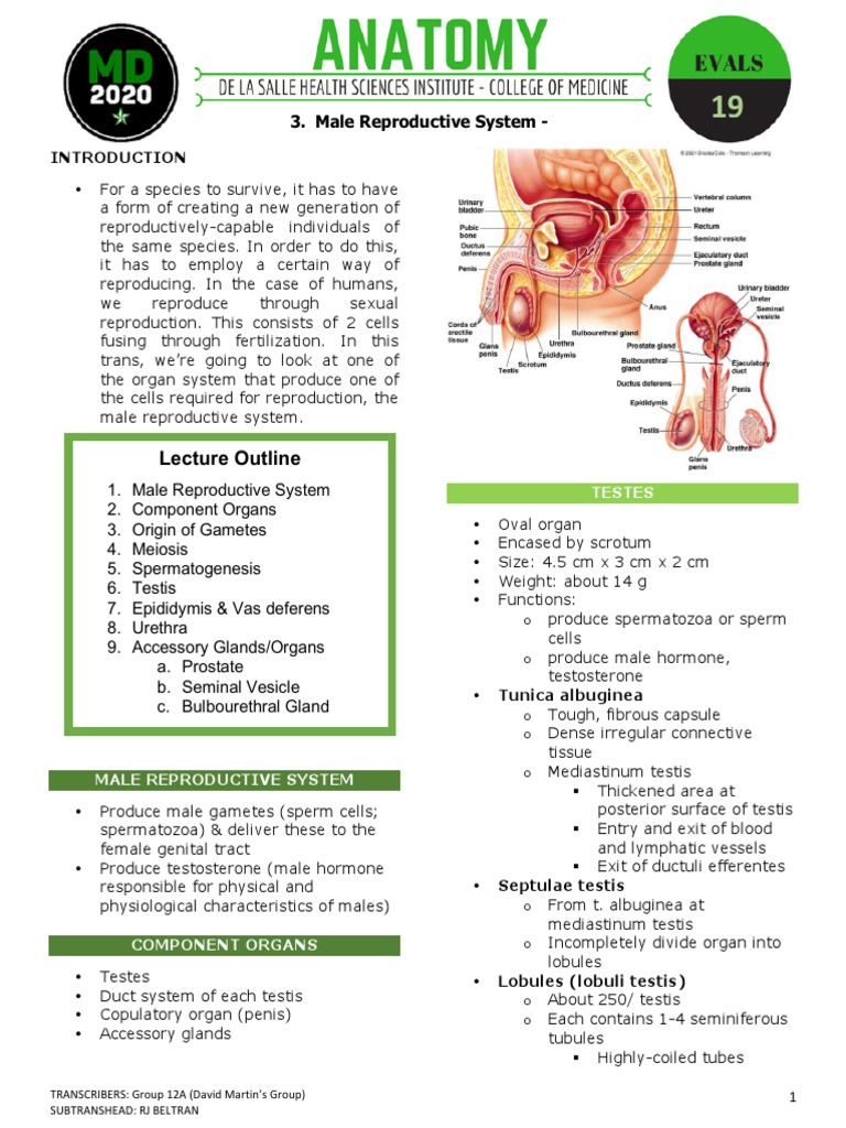 Male Reproductive System | PDF | Meiosis | Testicle