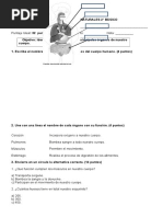Prueba Cuerpo Humano 2° Básico | PDF | Pulmón | Corazón