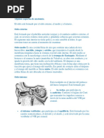 Otoscopia Normal | PDF | Oído | Anatomía