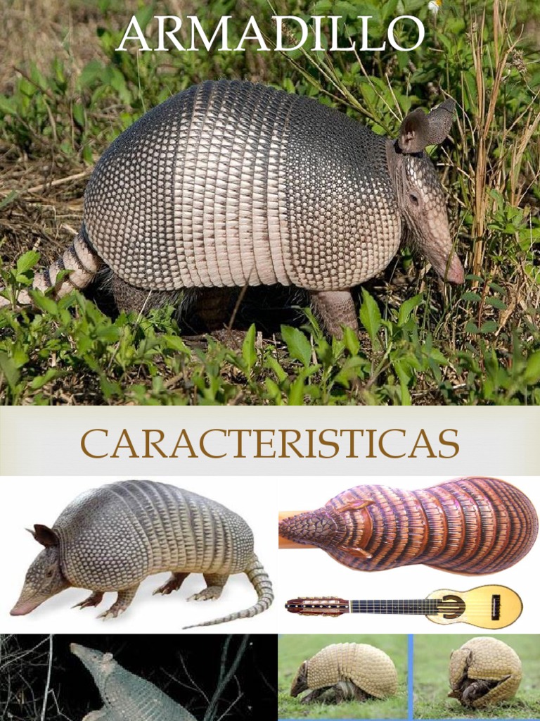 Disertacion Armadillo | PDF