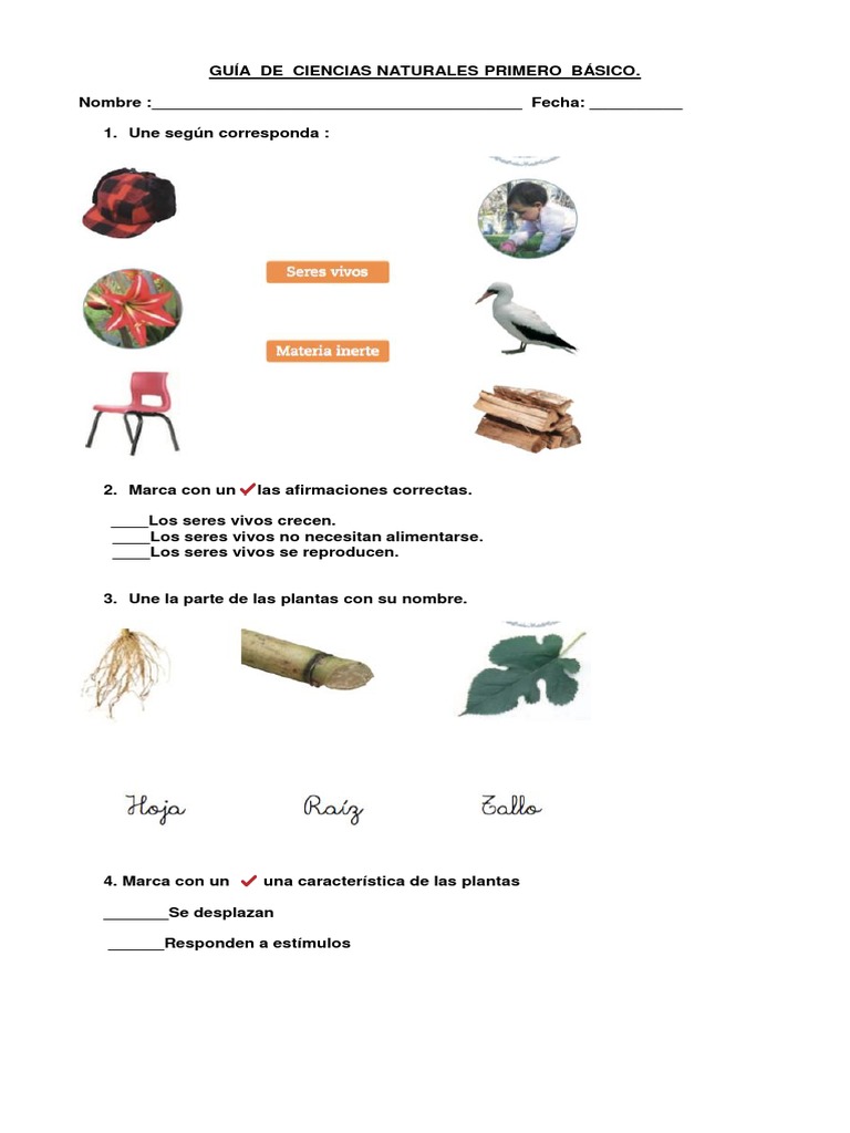 Guía de Ciencias Naturales Primero Básico | PDF | Plantas | Naturaleza