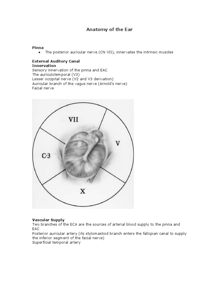 Anatomy of The Ear | PDF | Skeletal System | Primate Anatomy