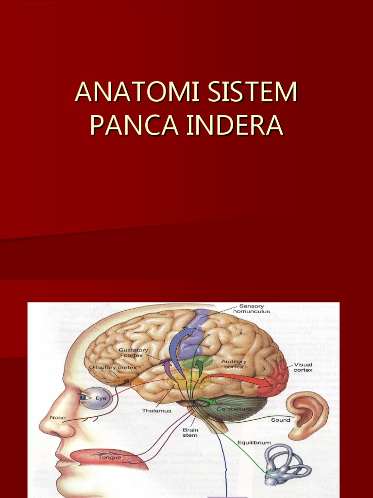 Anatomi Sistem Panca Indera | PDF