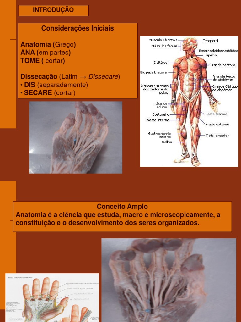 ANATOMIA E FISIOLOGIA HUMANA Aula introdução.ppt | Anatomia | Nervo