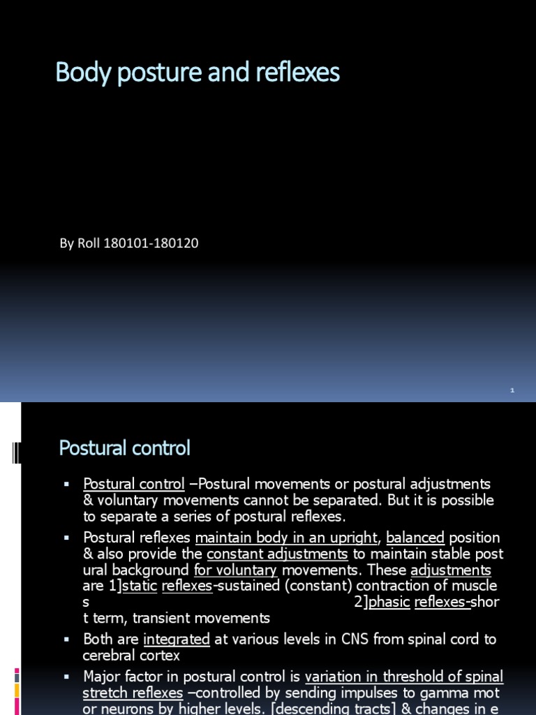 Postural Reflex Final 2 | PDF | Motor Neuron | Spinal Cord