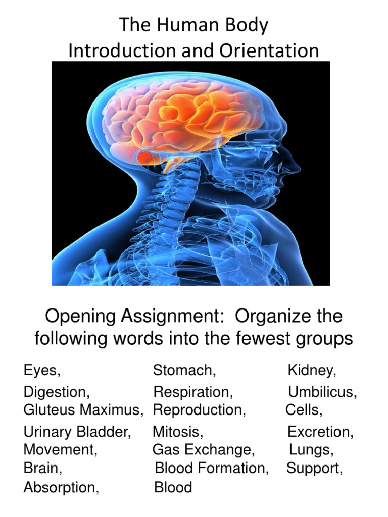 The Human Body Introduction and Orientation | PDF | Human Body | Animal ...