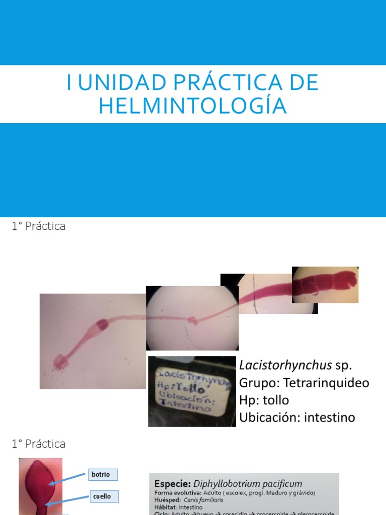 I Unidad Práctica de Helmintología | PDF | Anatomia animal | Parasitología