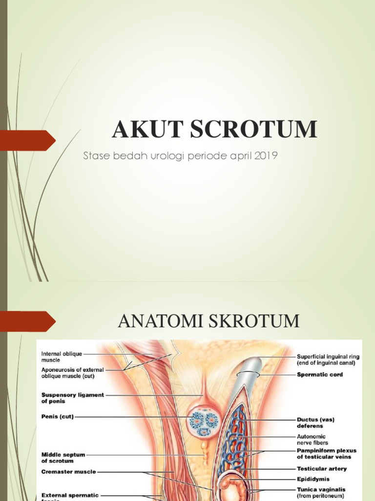 Akut Scrotum Pdf