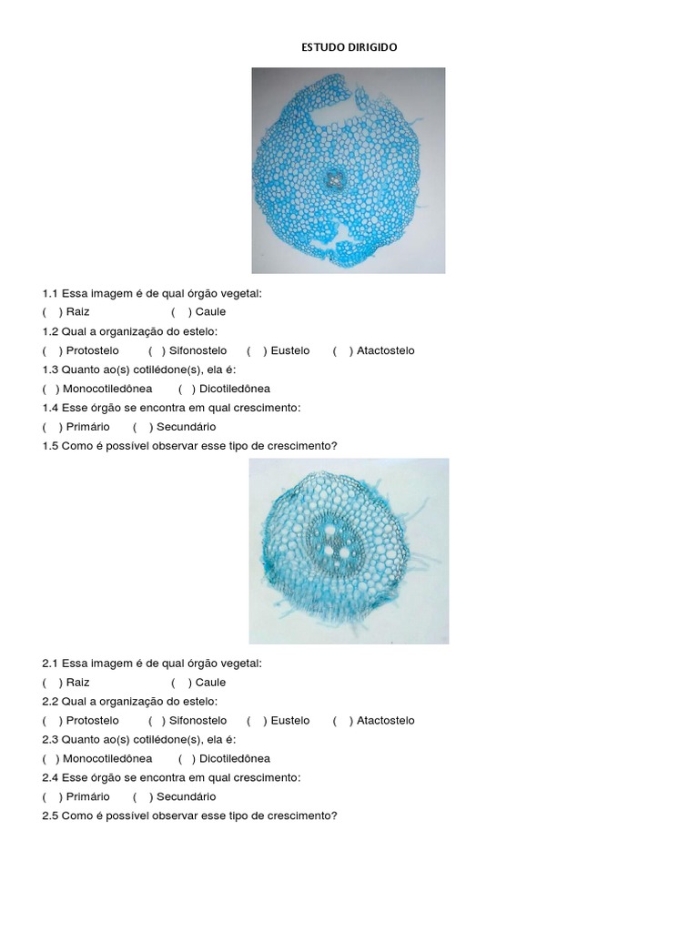 Anatomia Vegetal | PDF | Raiz | Horticultura e jardinagem