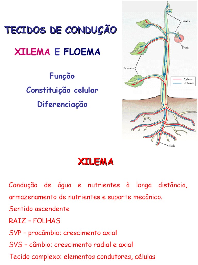 Xilema E Floema Na Raiz Xilema E Floema Tecidos Condutores Dos