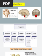 Lobulo de La Insula | PDF | Corteza Insular | Lóbulo temporal