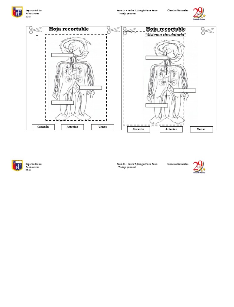 Hoja De Trabajo Del Sistema Circulatorio Fichas Del Sistema