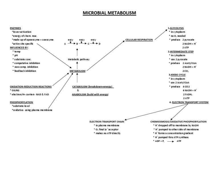 Metabolism Tree | PDF | Adenosine Triphosphate | Nicotinamide Adenine ...