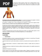 Anatomía de la Rótula y su Función | PDF | Rodilla | Articulación