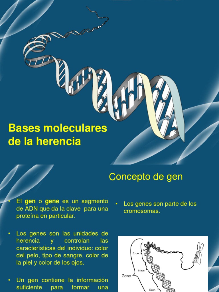 Bases moleculares de la herencia: Conceptos clave sobre la estructura y función del ADN, genes ...