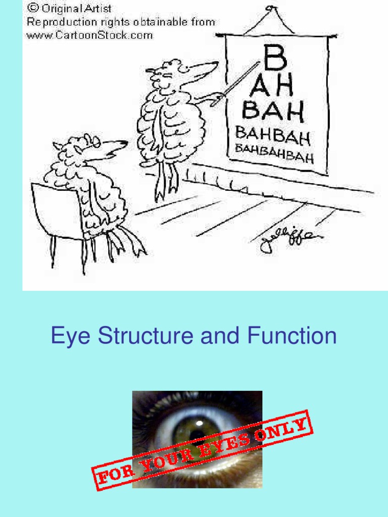 Eye Structure and Function | PDF