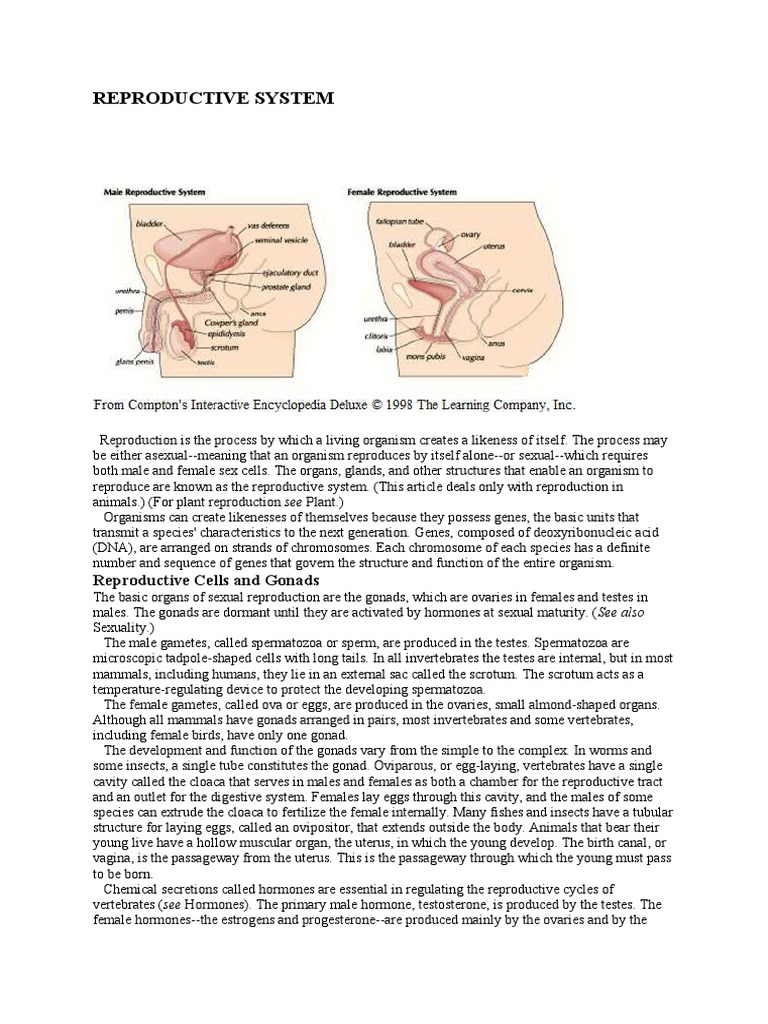 Reproductive System: Reproductive Cells and Gonads | PDF | Reproductive ...