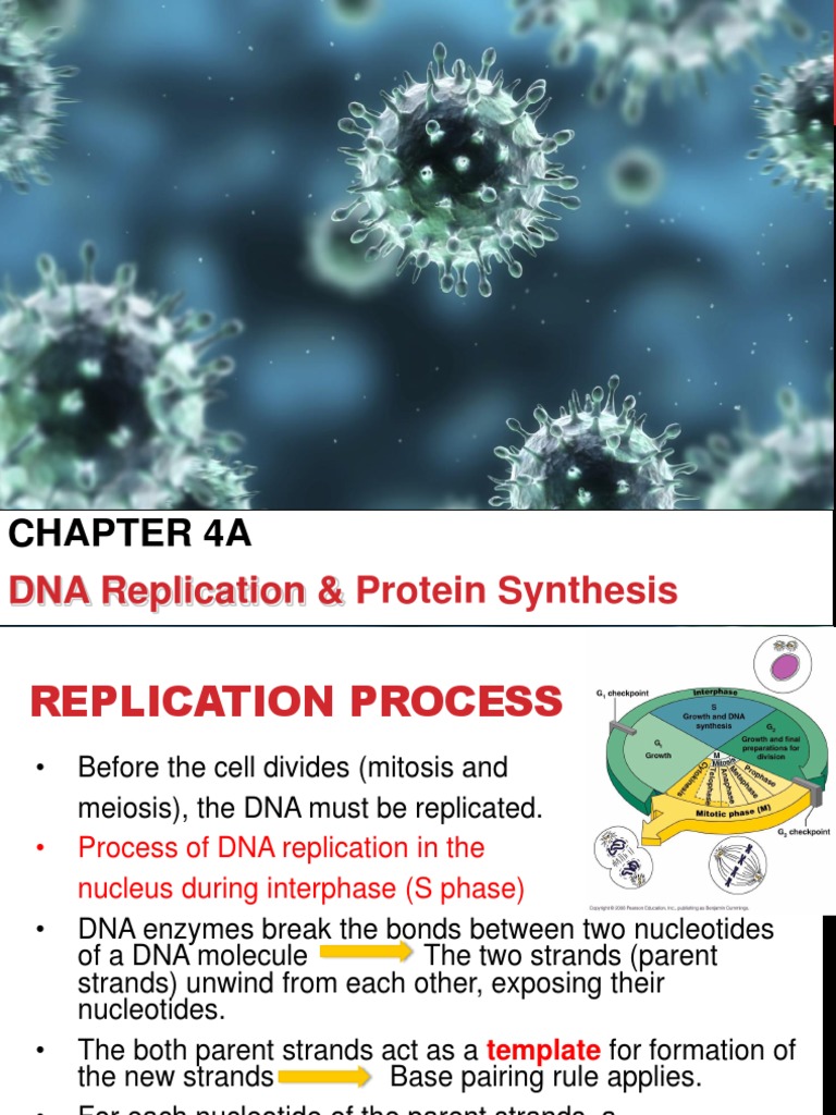 Chapter 4A: DNA Replication & Protein Synthesis | PDF | Translation ...