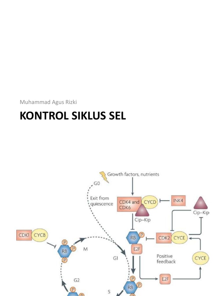 Kontrol Siklus Sel | PDF