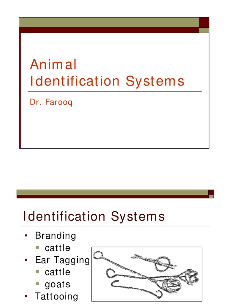 Animal Identification Systems: Dr. Farooq | PDF | Animals And Humans ...
