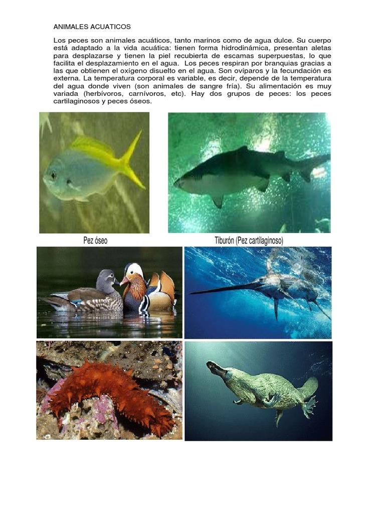 Animales Acuaticos, Terrestres, Aereos, Vertebrados, Invertebrados ...
