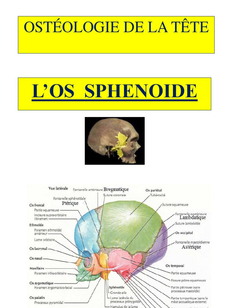 Os Sphenoide | PDF | Anatomie humaine | Corps humain