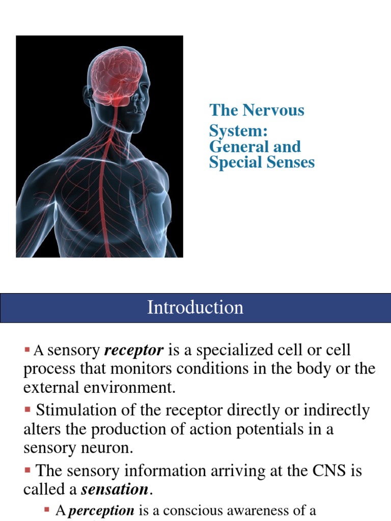 Human Anatomy: The Nervous System: General and Special Senses | PDF ...
