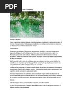 Bacterias Verdes Del Azufre | PDF | Las bacterias | Fotosíntesis