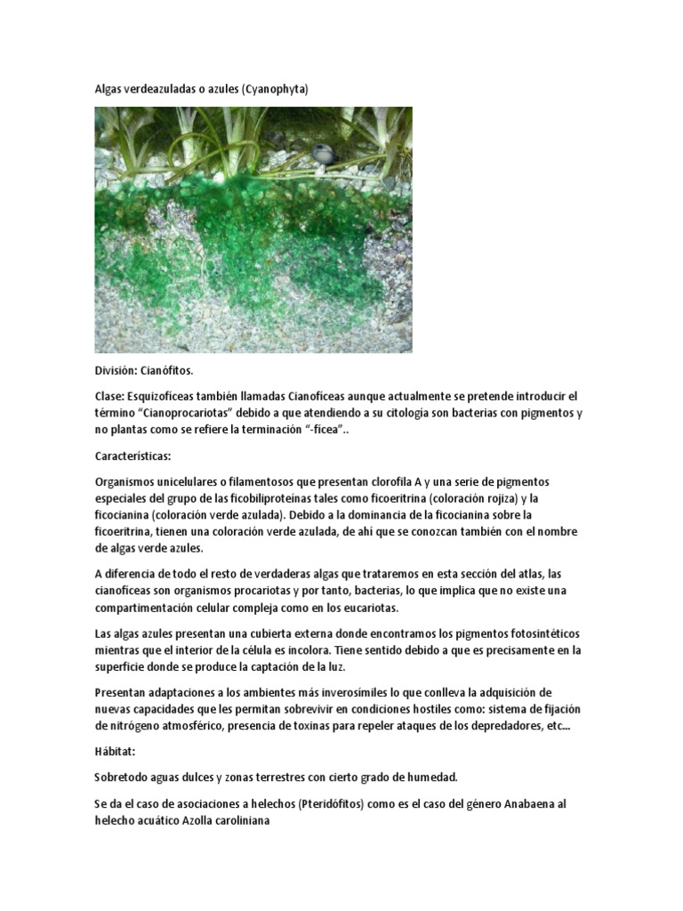 Algas Verdes - Azules | PDF | Cianobacterias | Algas