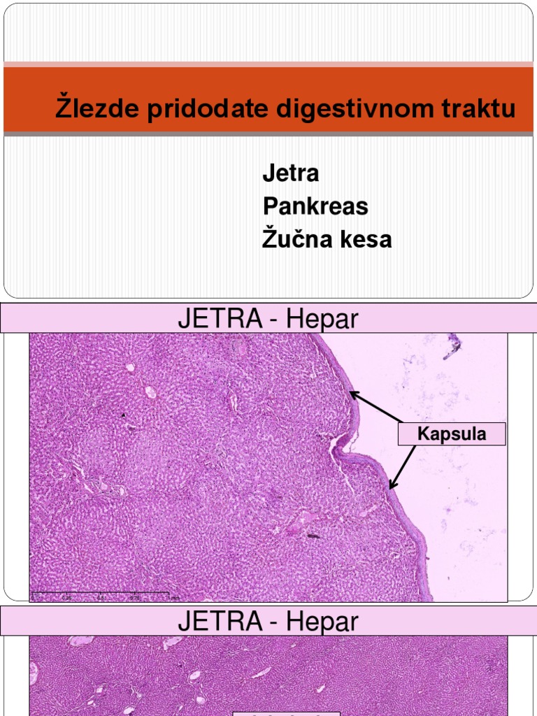 Zlezde Pridodate Gastrointestinalnom Sistemu | PDF