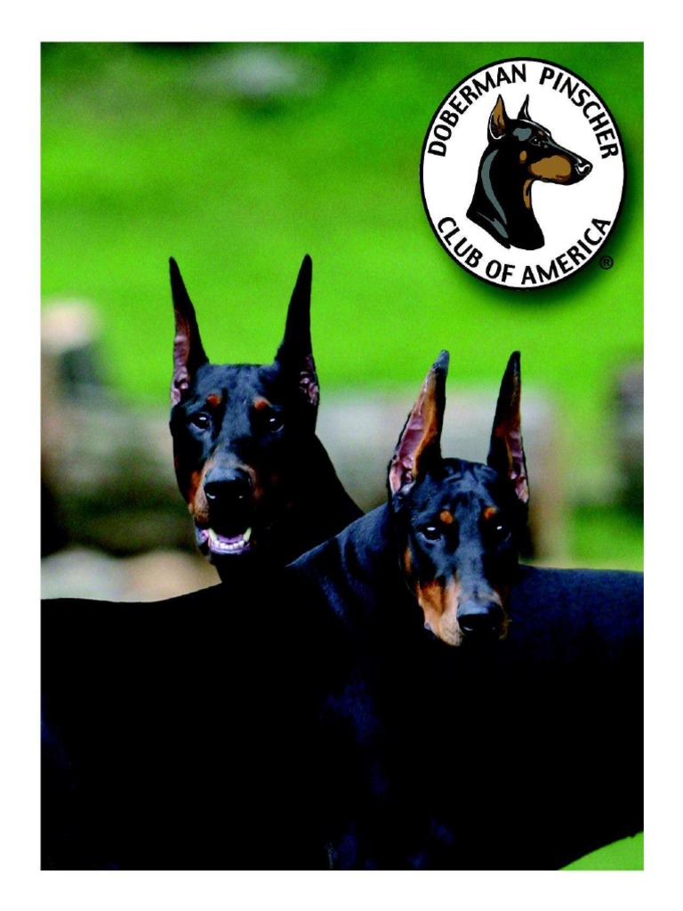 When Was The Doberman Brought To America