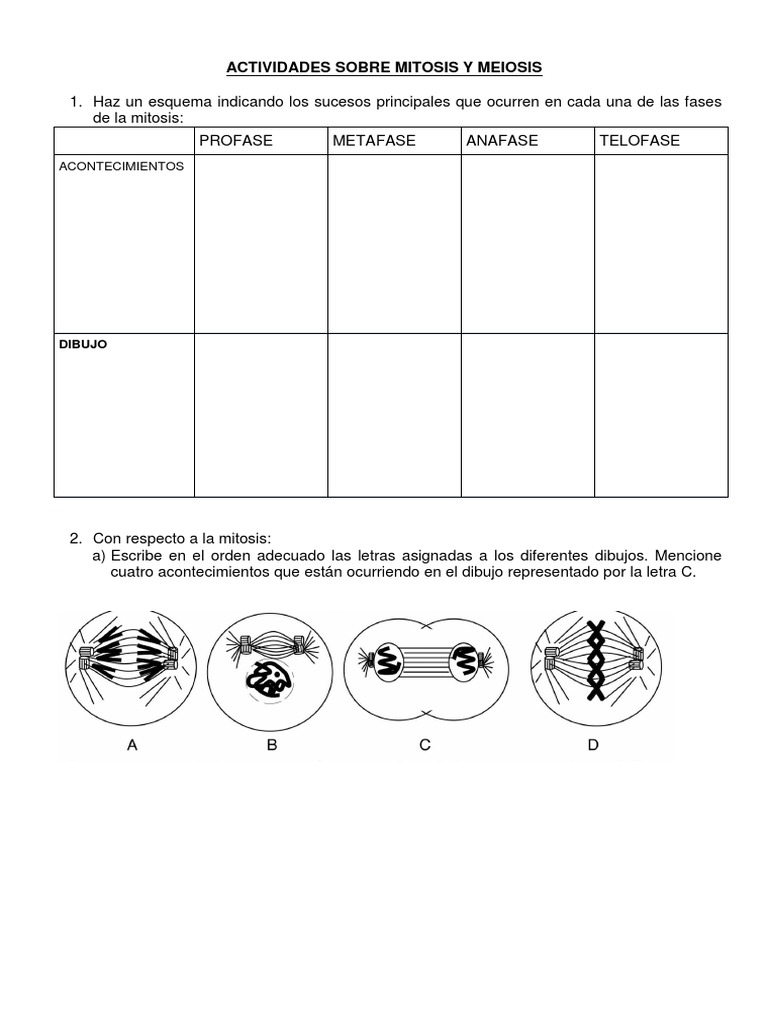 Hoja De Trabajo Sobre Mitosis Y Células Vivas