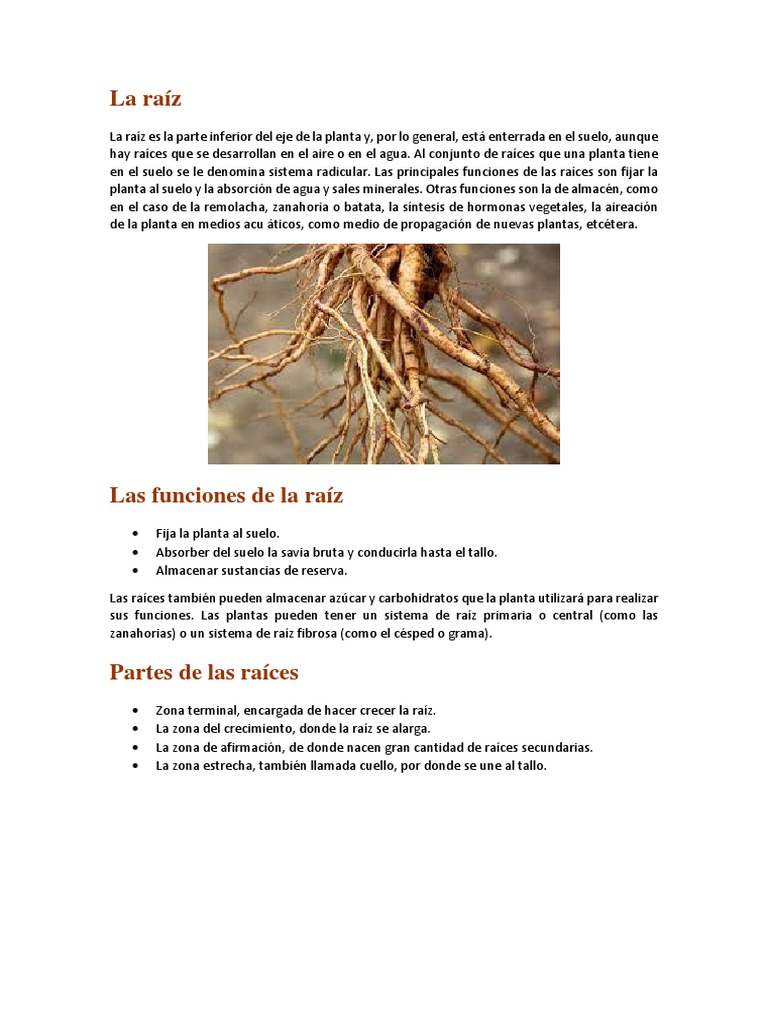 Funciones y partes de la raíz en plantas | PDF