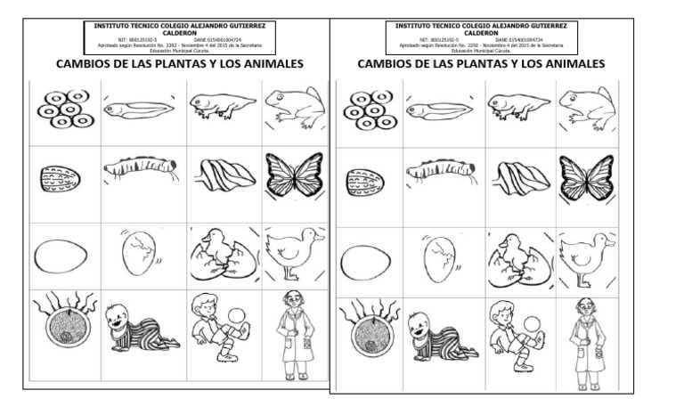 Cambios en Los Animales | PDF