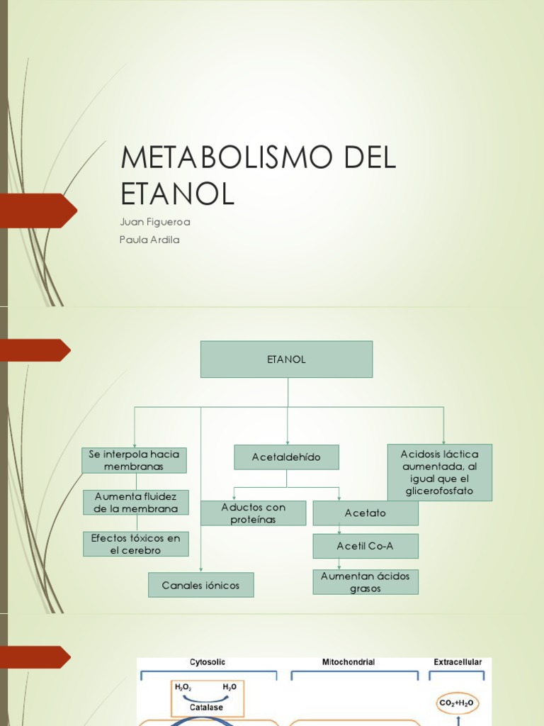 METABOLISMO-DEL-ETANOL.pptx | Fisiología | Bioquímica