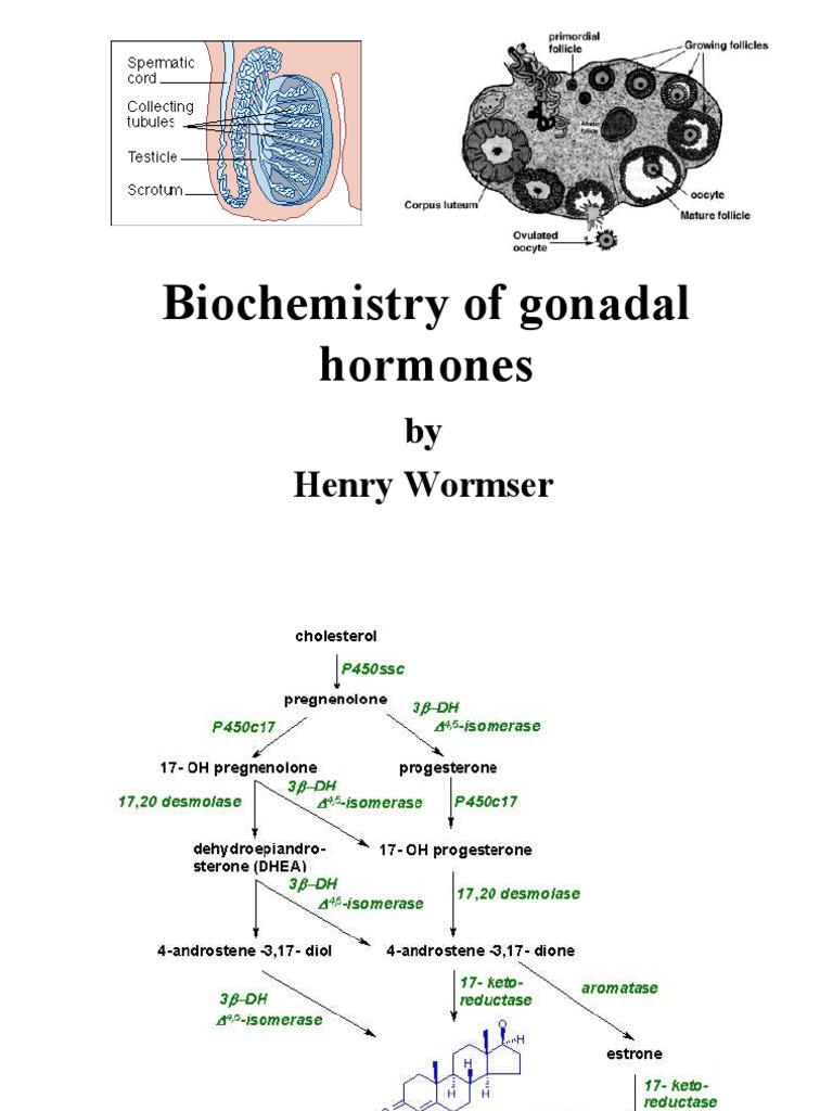 Biochemistry of Gonadal Hormones: by Henry Wormser | PDF | Estrogen ...