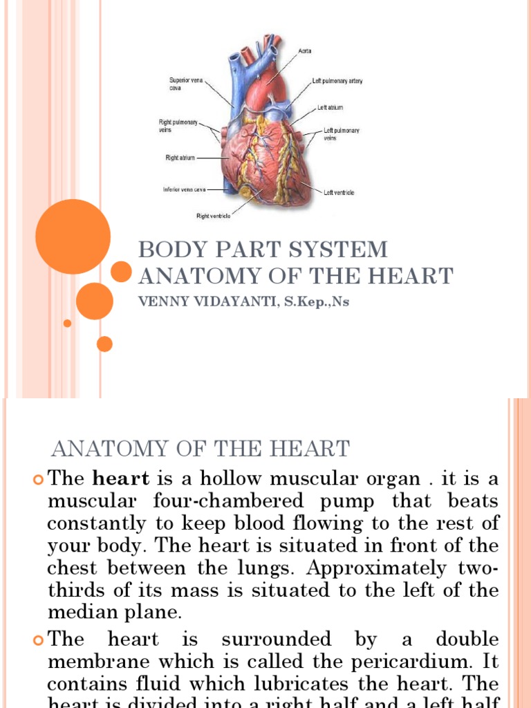Anatomy of The Heart | PDF