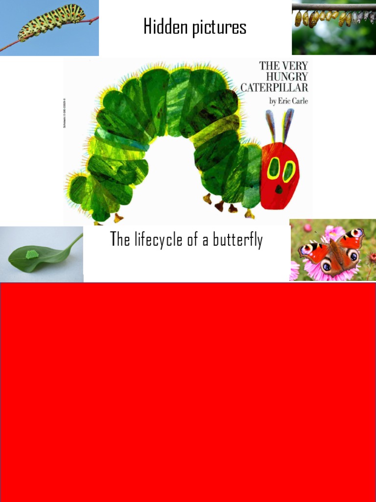 Hidden Pictures: The Lifecycle of A Butterfly | PDF