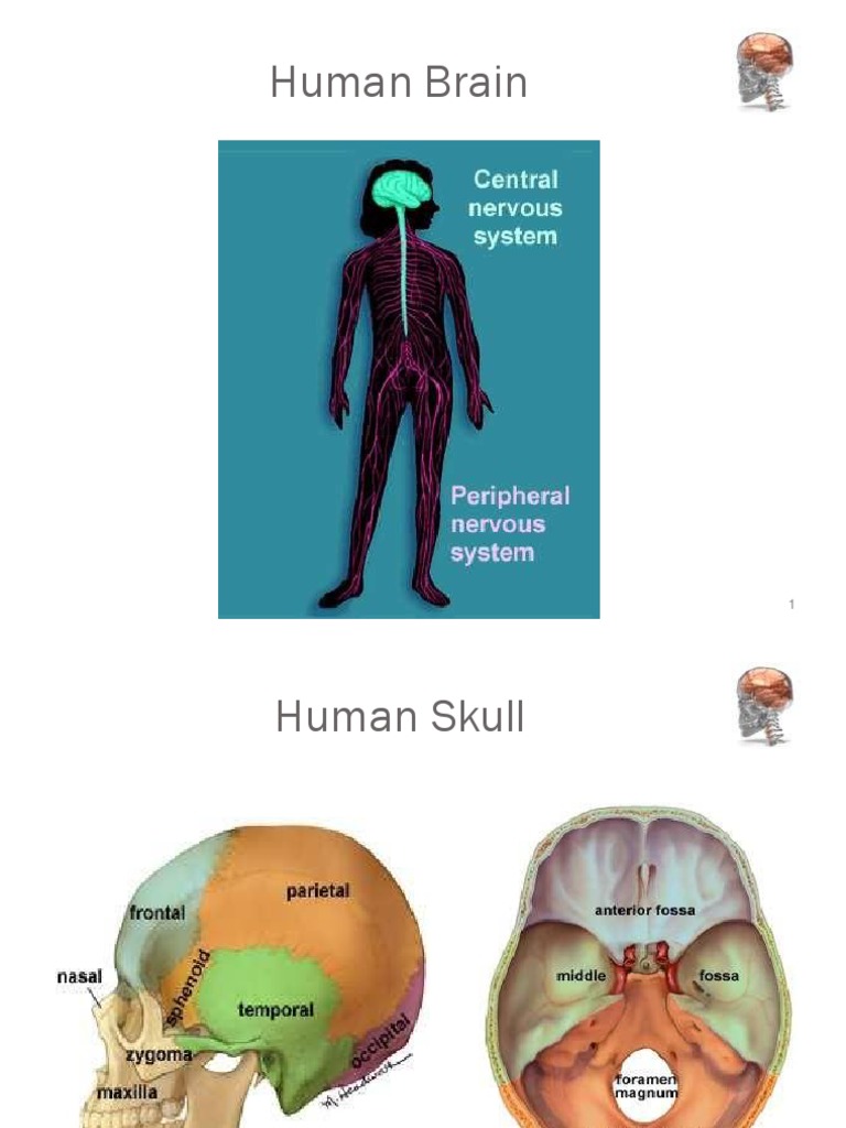 Anatomy and Functions of the Human Brain | PDF | Cerebrum | Parietal Lobe