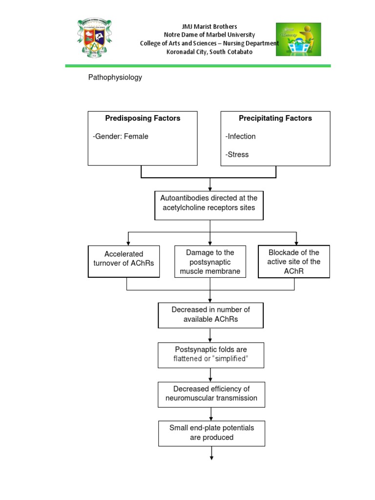 Pathophysiology Diagram | PDF | Neuromuscular Junction | Neurophysiology